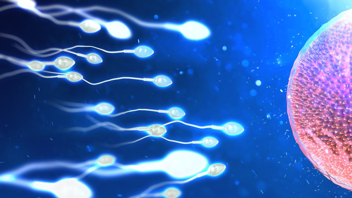 Comment l'œuf est-il fécondé et combien de temps faut-il pour qu'il se ...