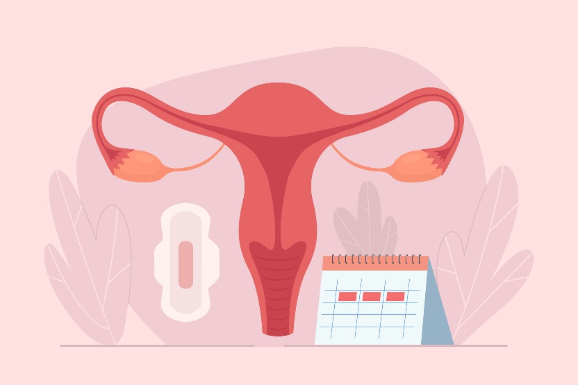 Comment fonctionne le cycle menstruel ? Durée et phases du cycle ...